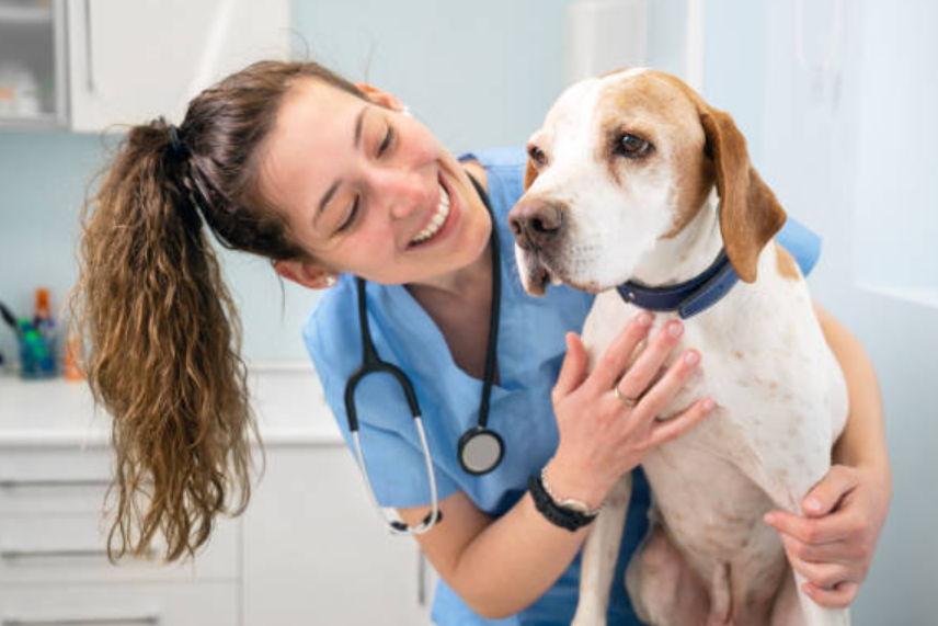 Prospek Kerja Dokter Hewan - Perumperindo.co.id