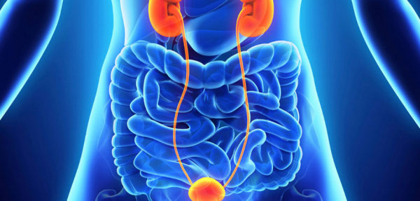 Mengenal Dokter Urologi dan Apa Saja Penyakit yang Ditangani