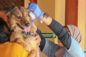 7 Fakultas Kedokteran Hewan Terbaik di Indonesia